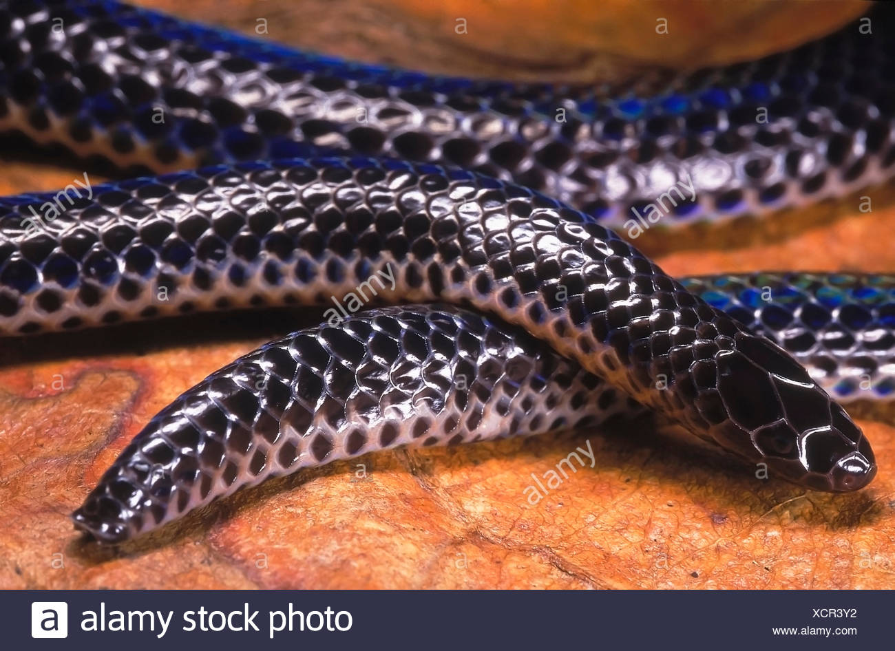 Fossorial Stock Photos & Fossorial Stock Images - Alamy