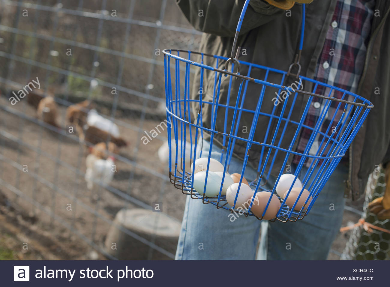 Dairy Animals High Resolution Stock Photography and Images - Alamy