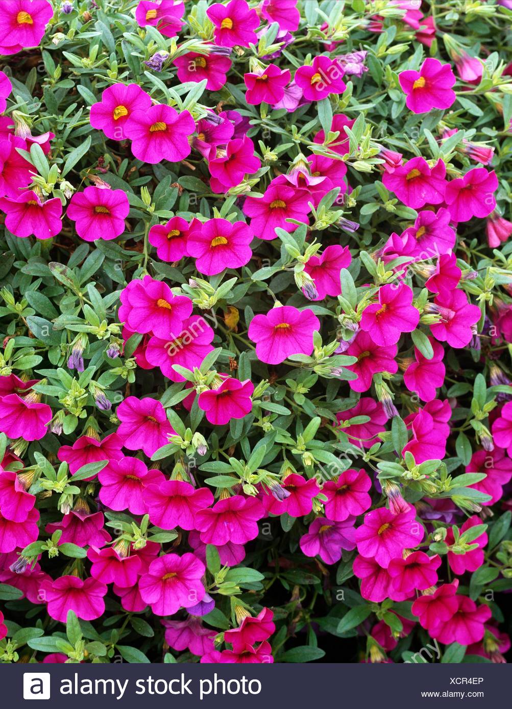 Trailing Fuchsia Stock Photos & Trailing Fuchsia Stock Images - Alamy