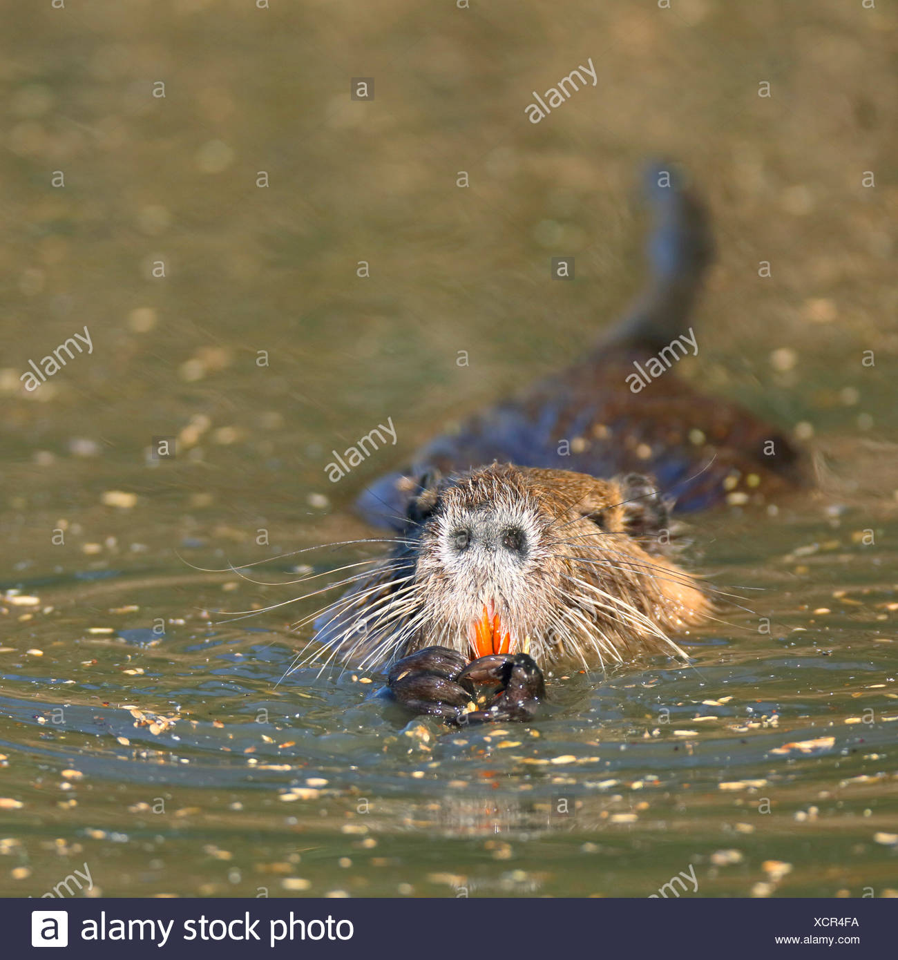 Nutria Beaver High Resolution Stock Photography and Images - Alamy