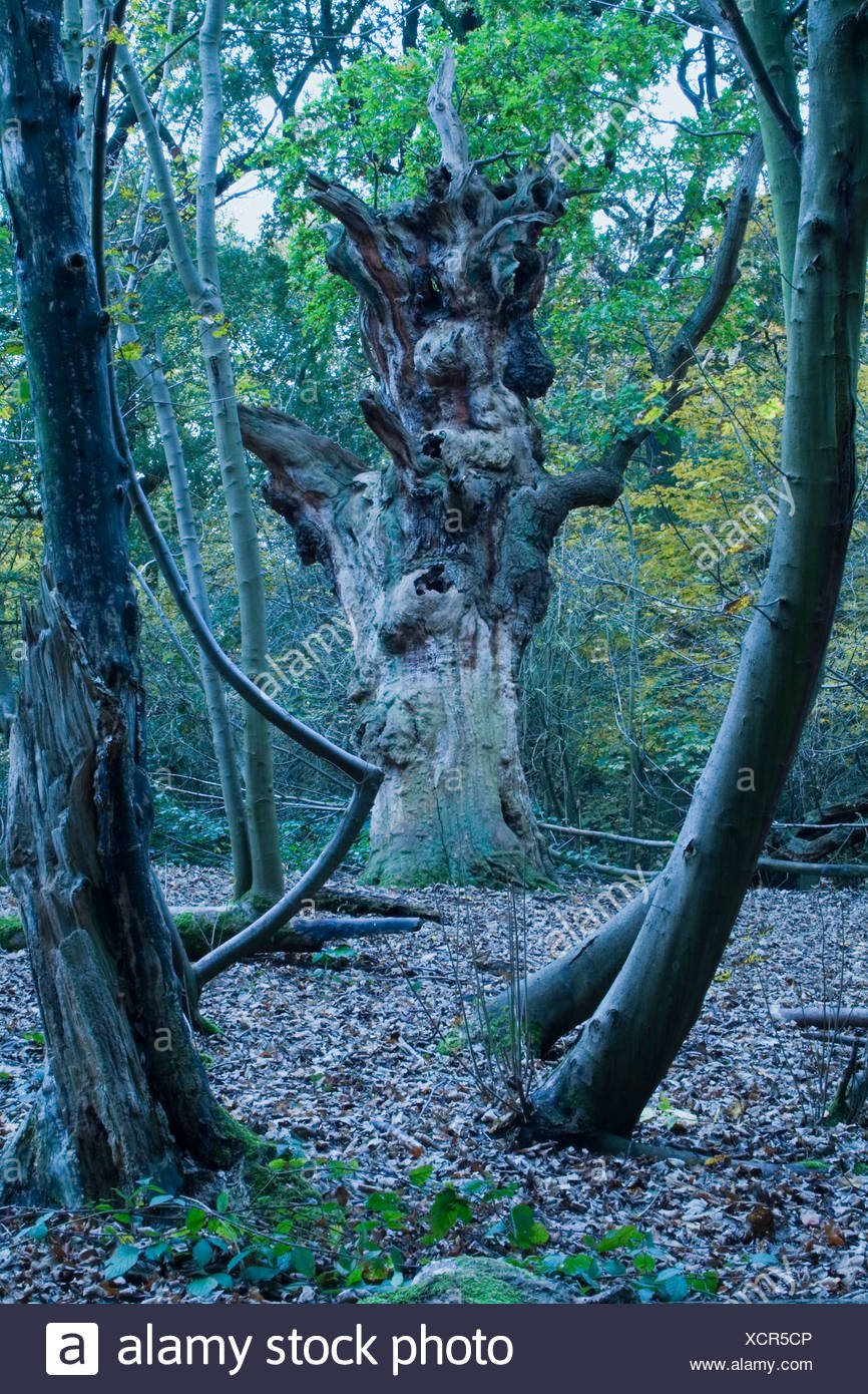 Old Ancient Woodland Tree High Resolution Stock Photography and Images ...