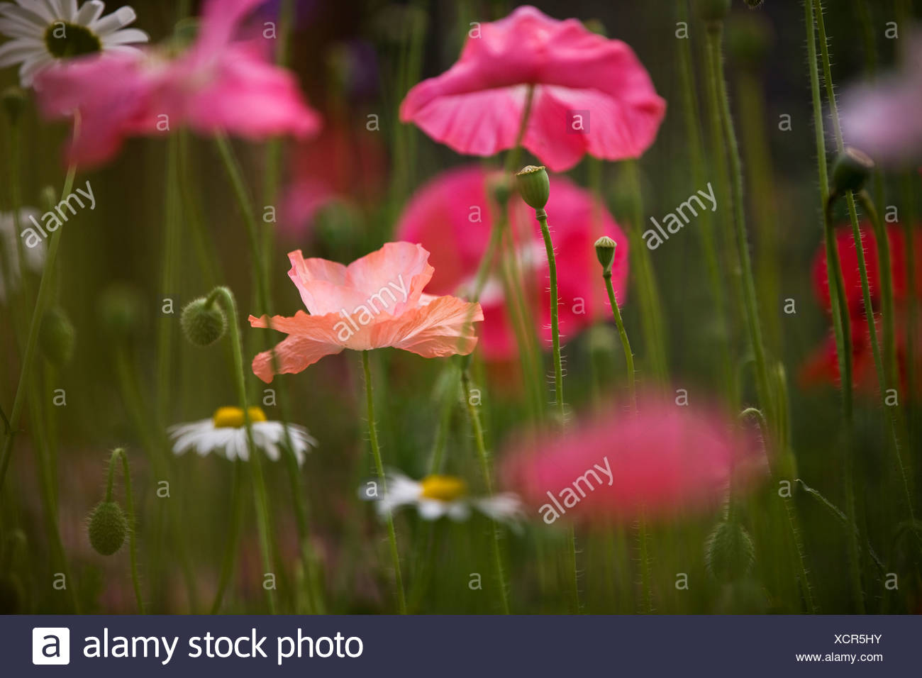 Poppies In Bloom High Resolution Stock Photography and Images - Alamy