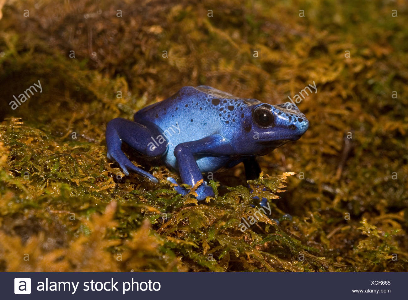 Blue Poison Arrow Frogs High Resolution Stock Photography and Images ...