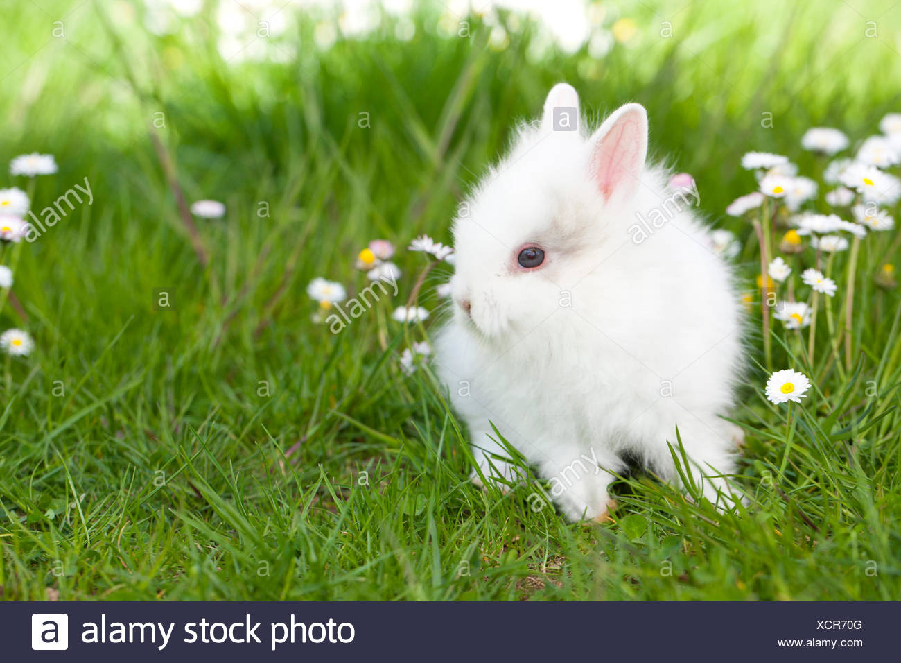 Lionhead Rabbit Dwarf Rabbit High Resolution Stock Photography and ...