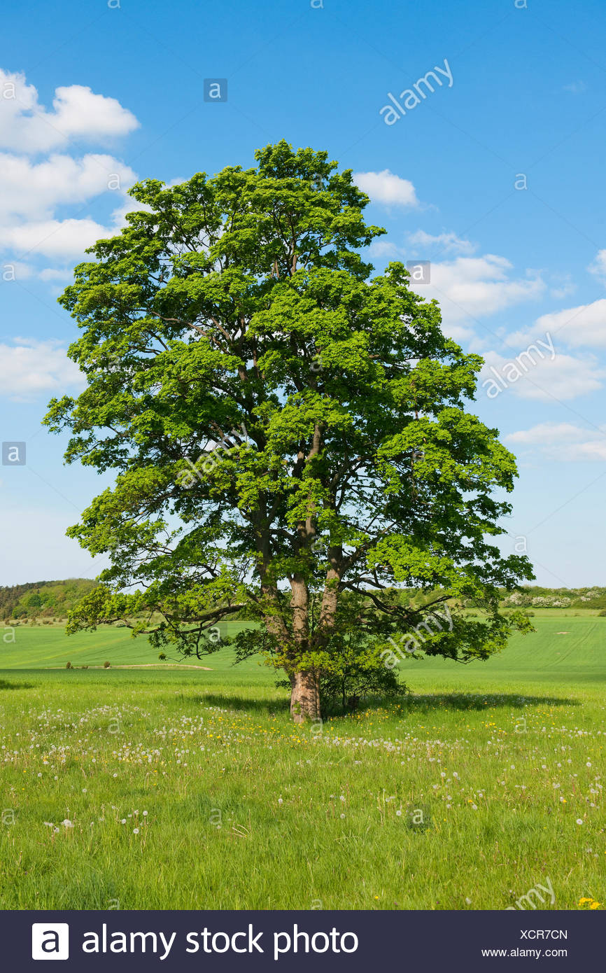Acer Campestre Field Maple High Resolution Stock Photography and Images ...