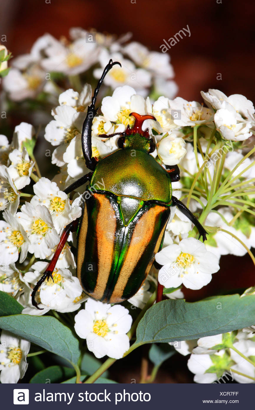 African Flower Beetle High Resolution Stock Photography and Images - Alamy