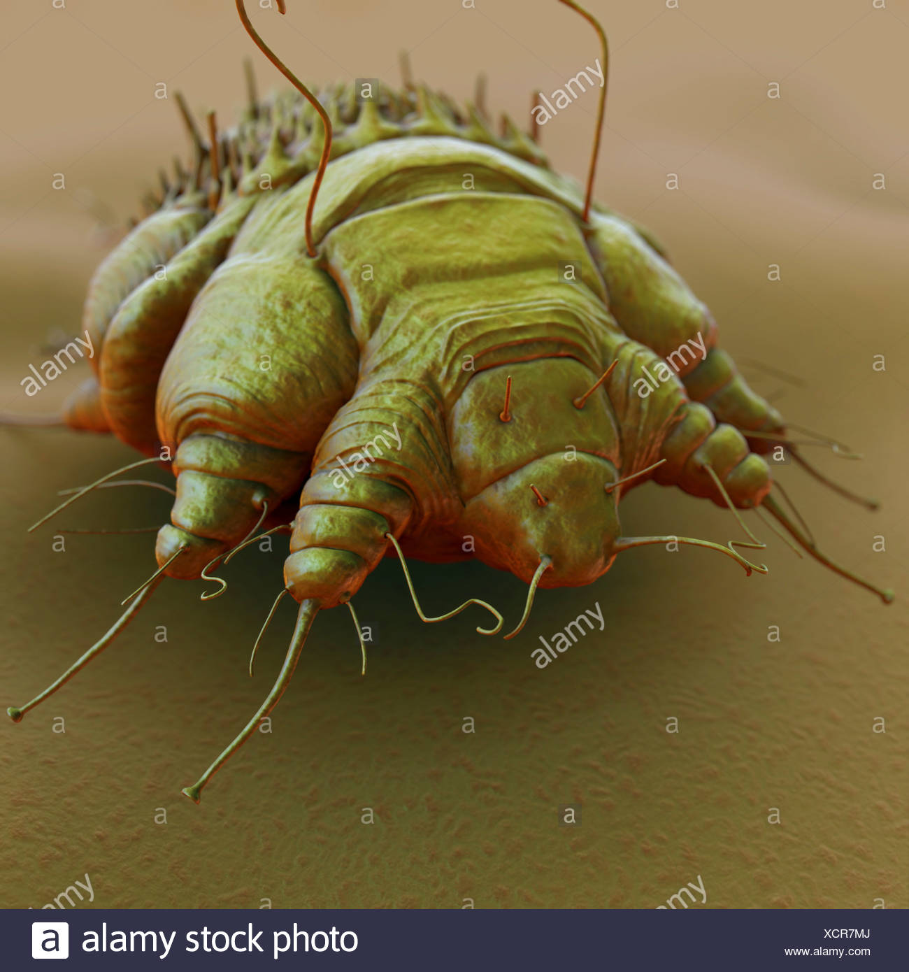 Sarcoptes High Resolution Stock Photography and Images - Alamy