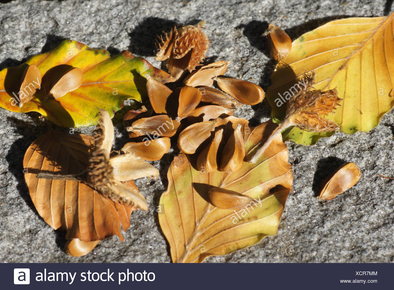 Nuts Of Beech Tree High Resolution Stock Photography and Images - Alamy