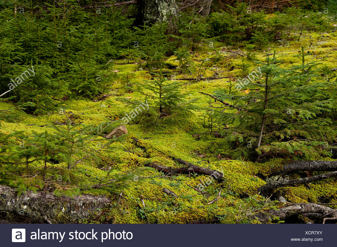 Conifer Trees Stock Photos & Conifer Trees Stock Images - Alamy