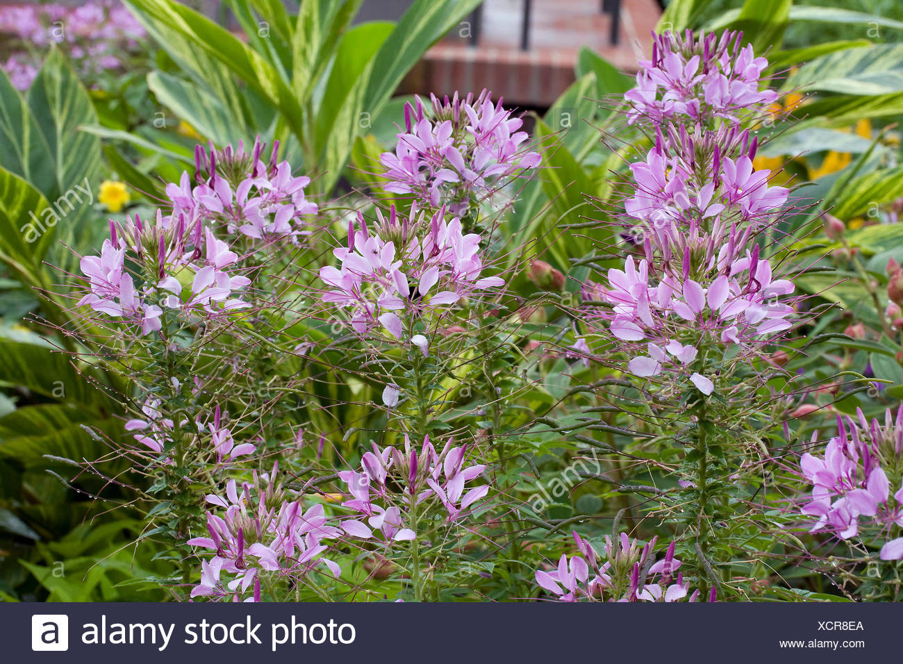 Cleome Sparkler Stock Photos & Cleome Sparkler Stock Images - Alamy