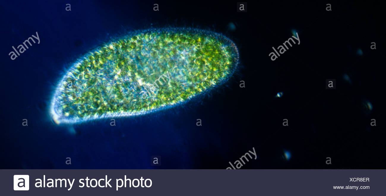 Bursaria High Resolution Stock Photography and Images - Alamy