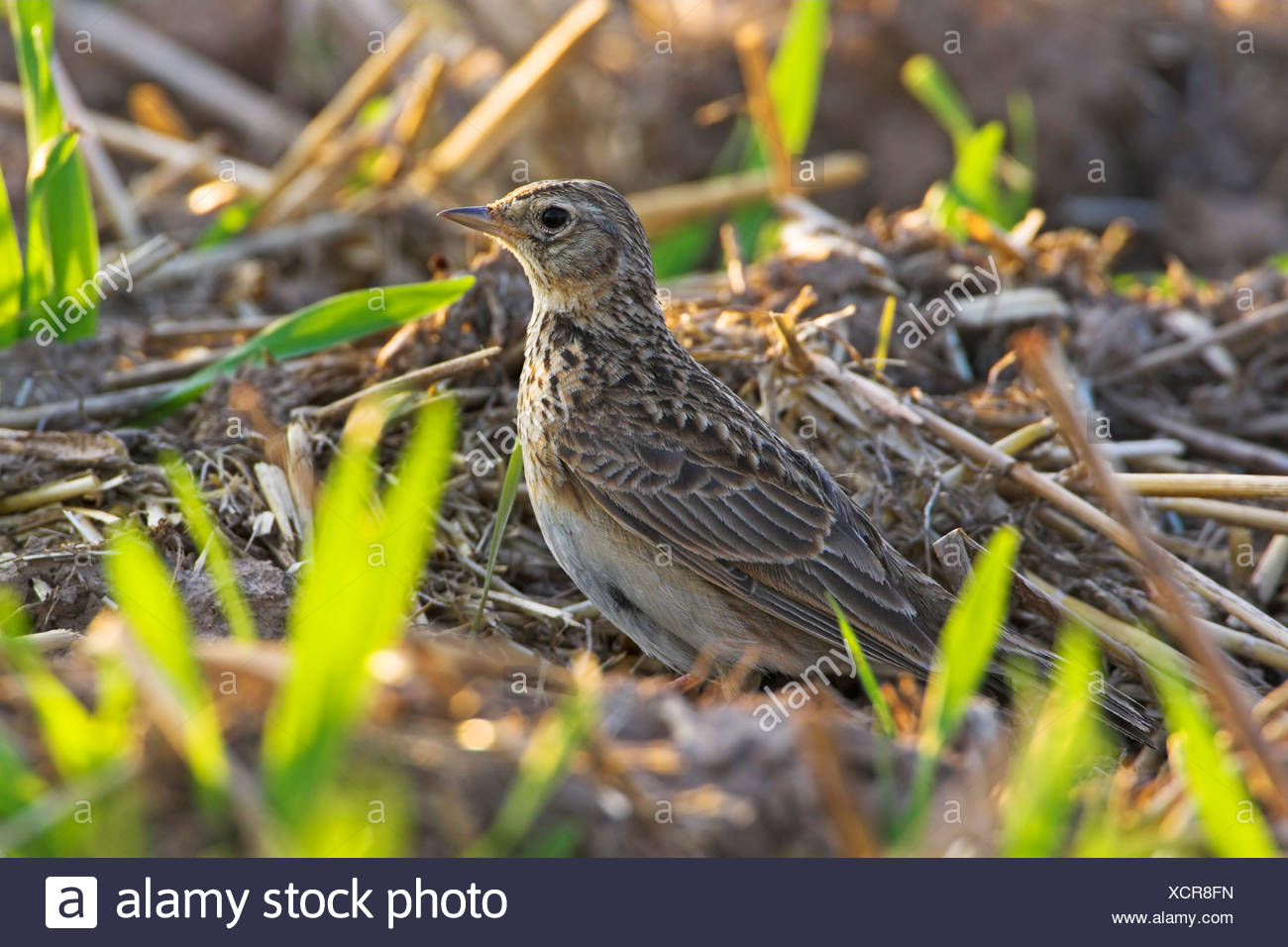 Field Lark Stock Photos & Field Lark Stock Images - Alamy