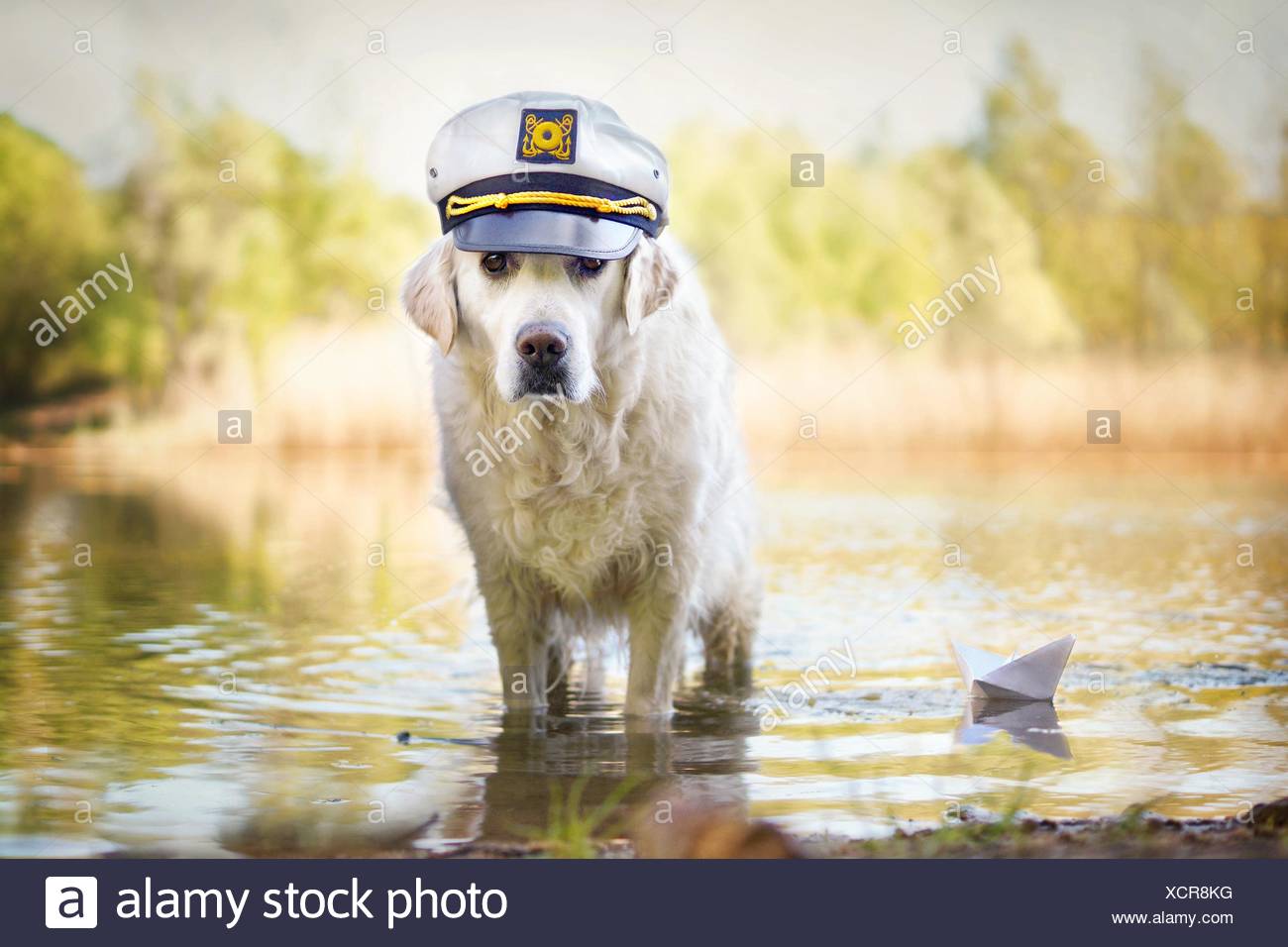 Seaman Dog Stock Photos & Seaman Dog Stock Images - Alamy