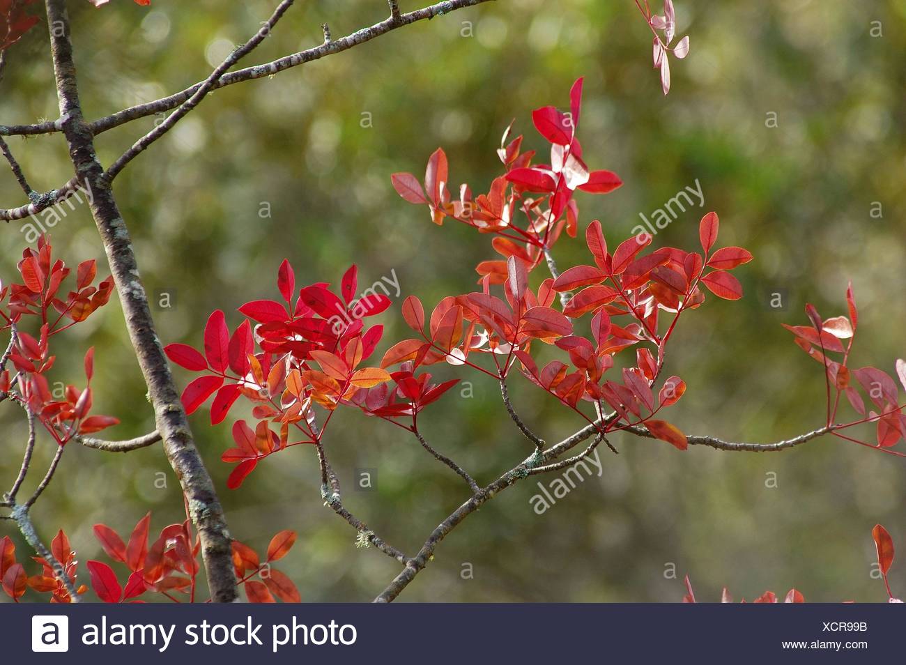 Terebinth Tree Stock Photos & Terebinth Tree Stock Images - Alamy