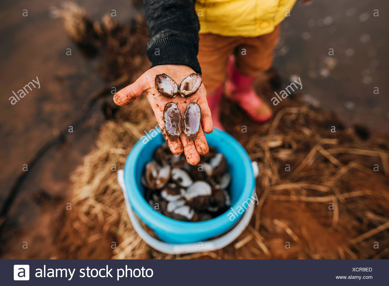 Collecting Clams High Resolution Stock Photography and Images - Alamy