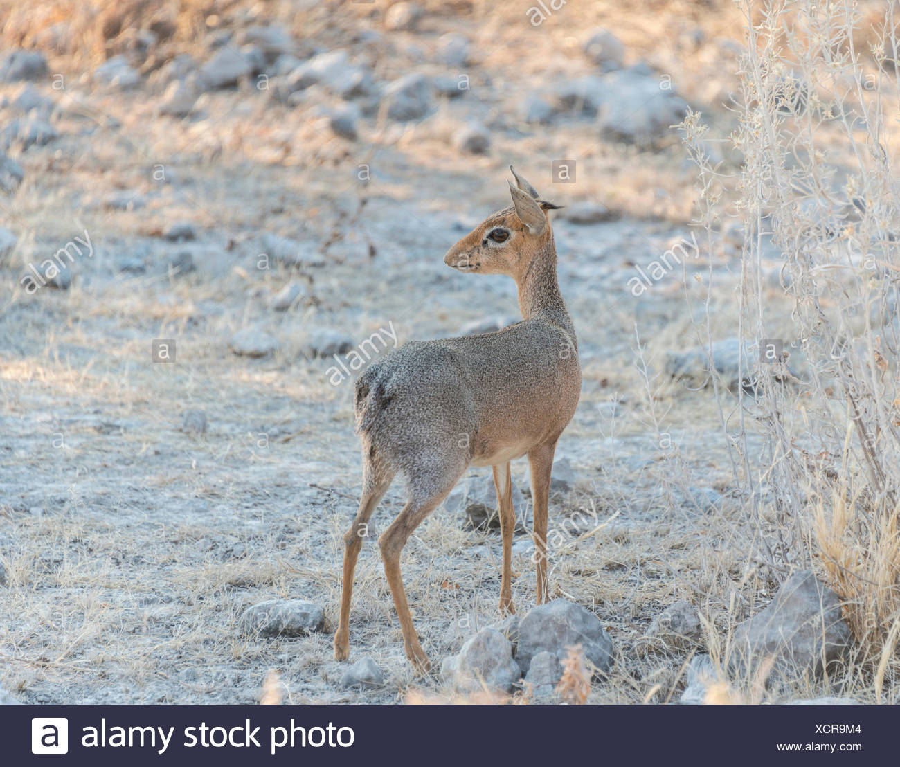 Kirks Dik Dik High Resolution Stock Photography and Images - Alamy