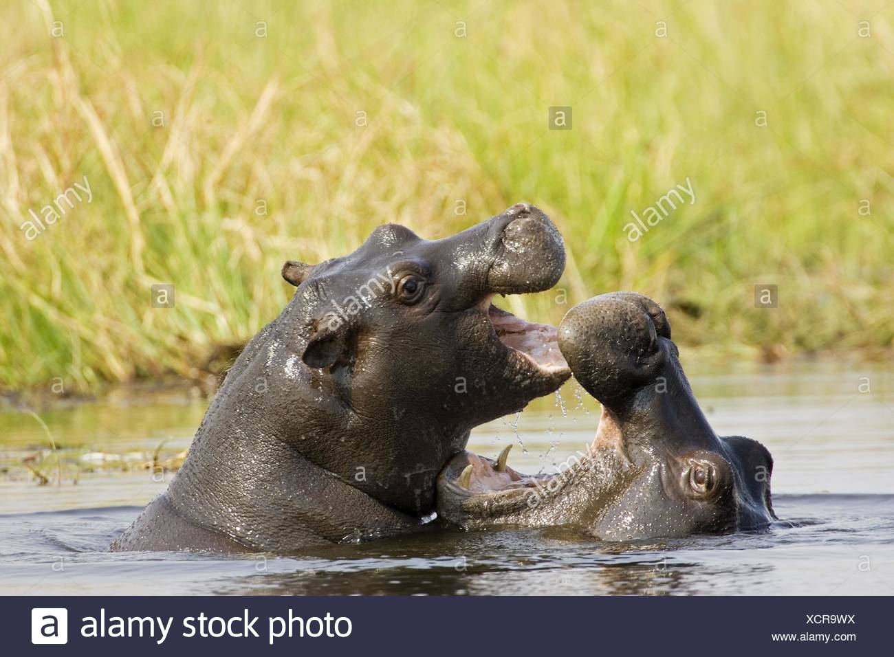 Hippopotamus Stock Photos & Hippopotamus Stock Images - Alamy