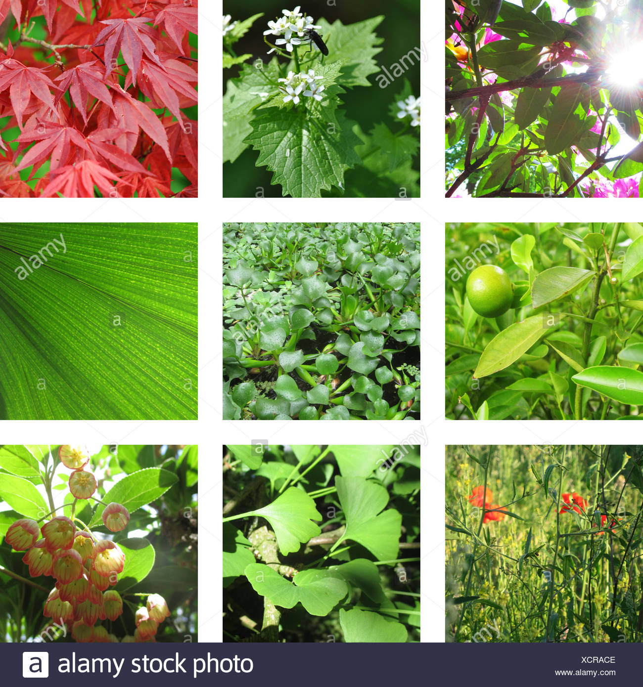 Nine Leaves High Resolution Stock Photography and Images - Alamy