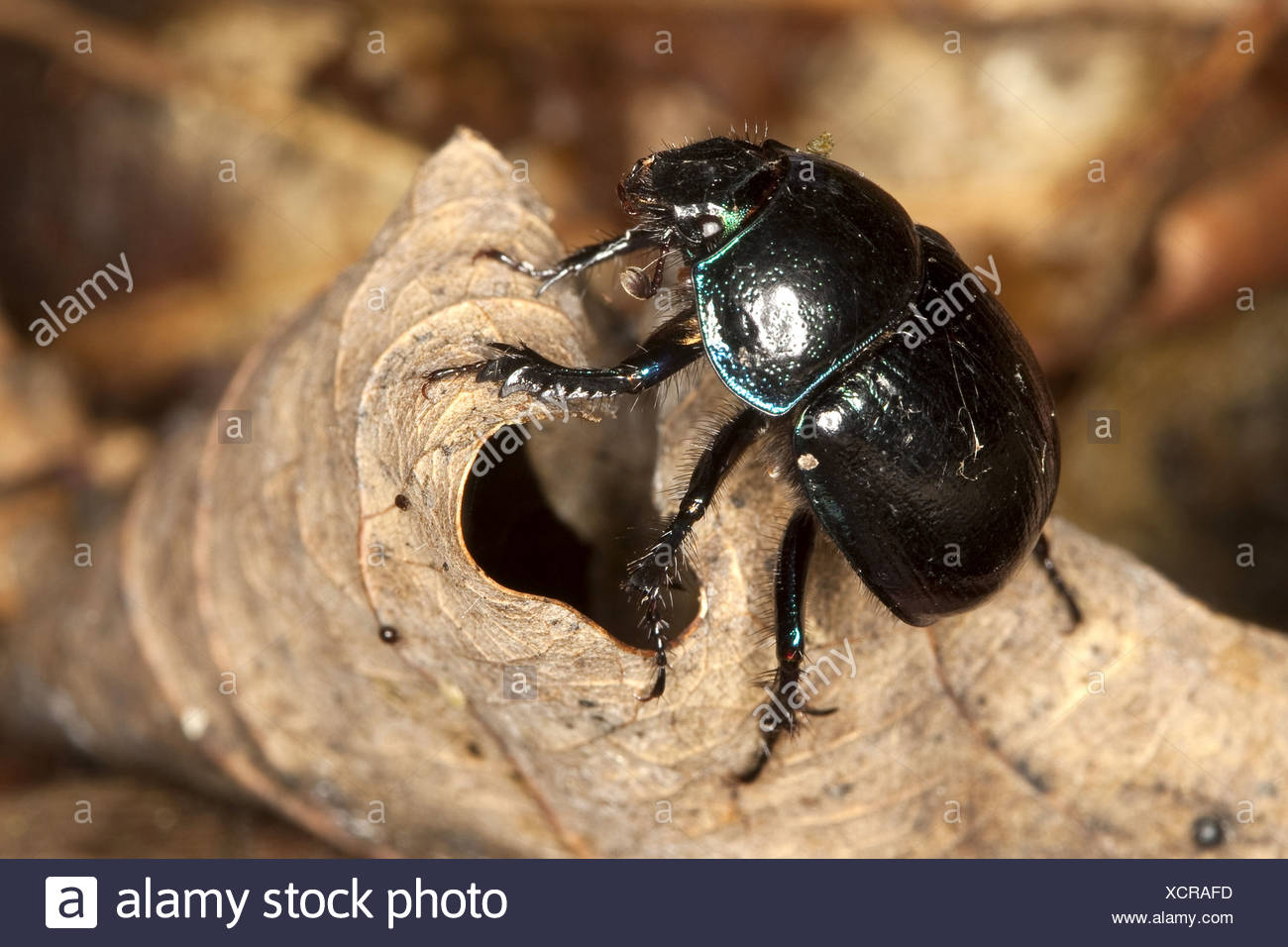 Dor Dung Beetle High Resolution Stock Photography and Images - Alamy