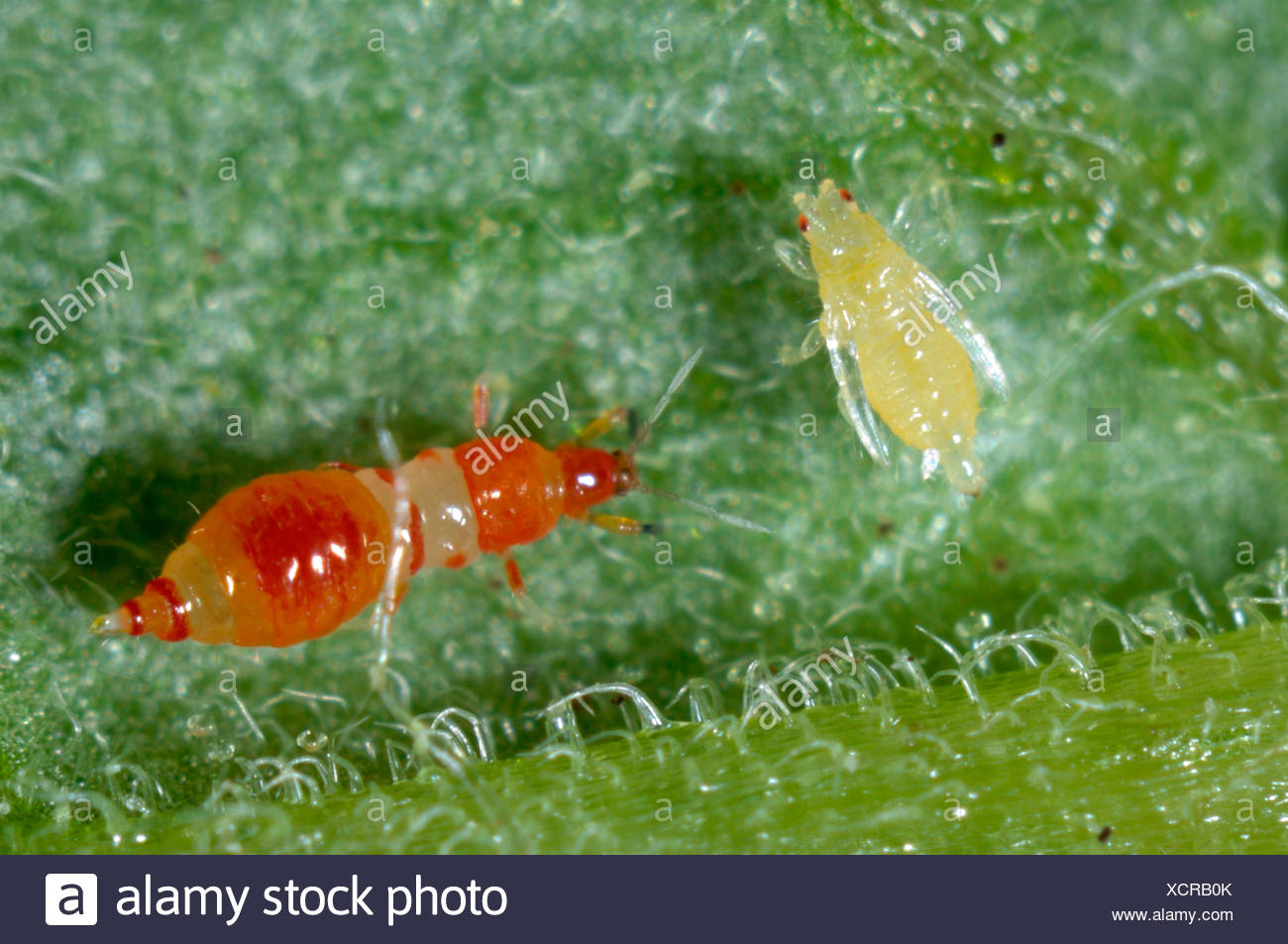 Franklinothrips Vespiformis High Resolution Stock Photography and ...
