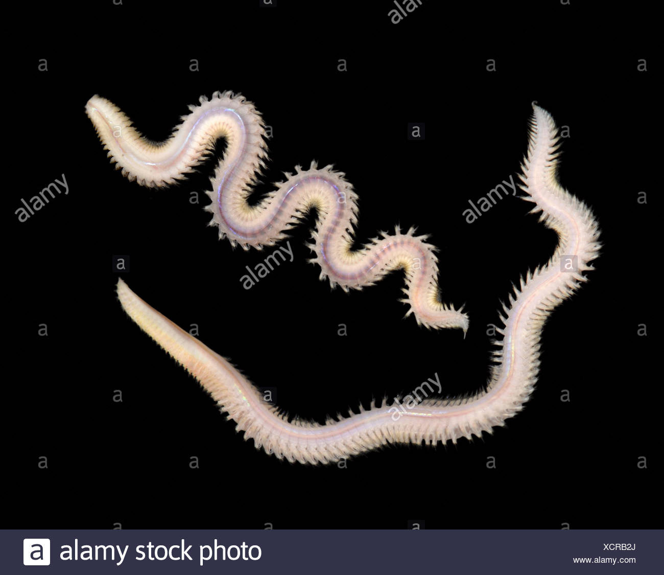 Nephtys High Resolution Stock Photography and Images - Alamy