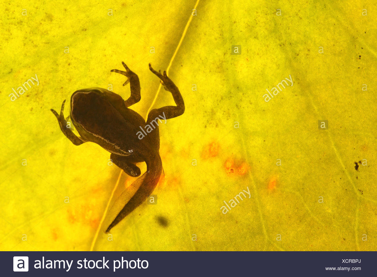 Developing Tadpole High Resolution Stock Photography and Images - Alamy