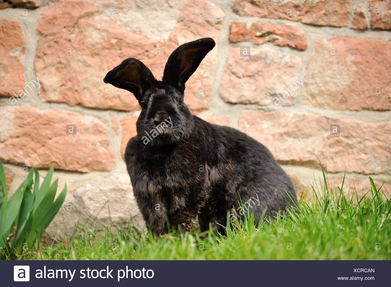Giant Rabbits High Resolution Stock Photography and Images - Alamy