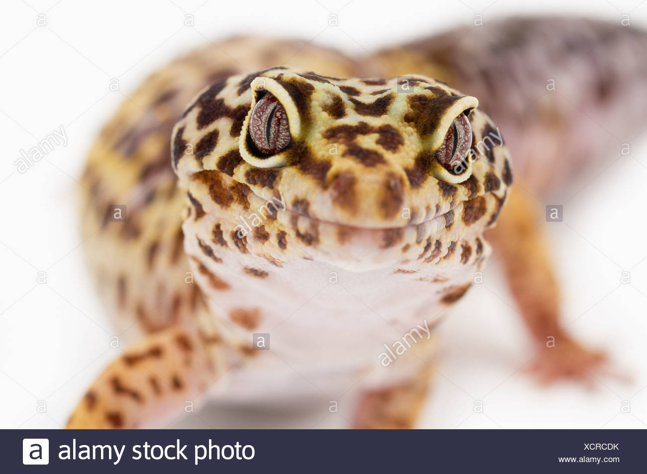 Eublepharis High Resolution Stock Photography and Images - Alamy