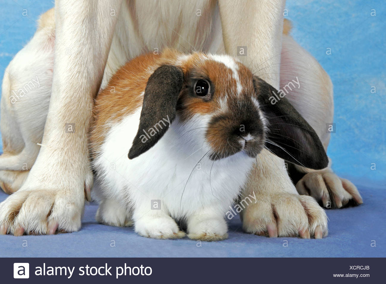 Rabbit Paws High Resolution Stock Photography and Images - Alamy