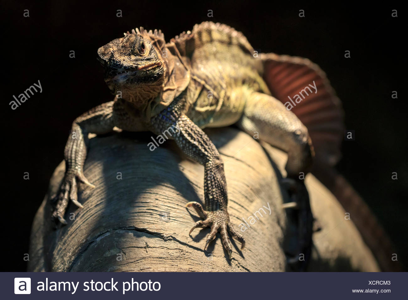 Philippine Sailfin Lizard High Resolution Stock Photography and Images ...