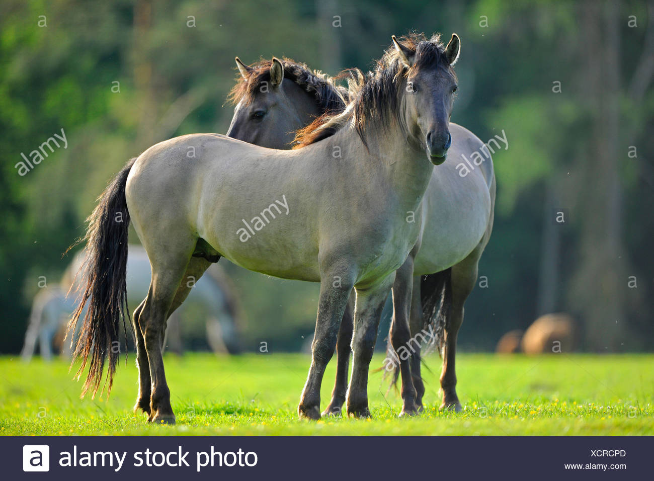 Tarpans High Resolution Stock Photography and Images - Alamy