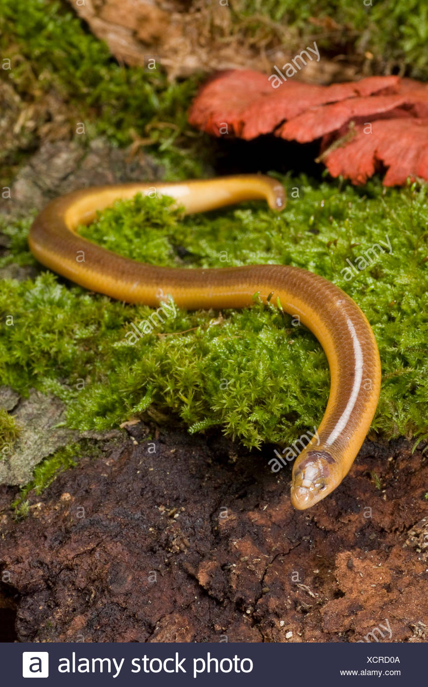 Creeping Reptiles High Resolution Stock Photography and Images - Alamy