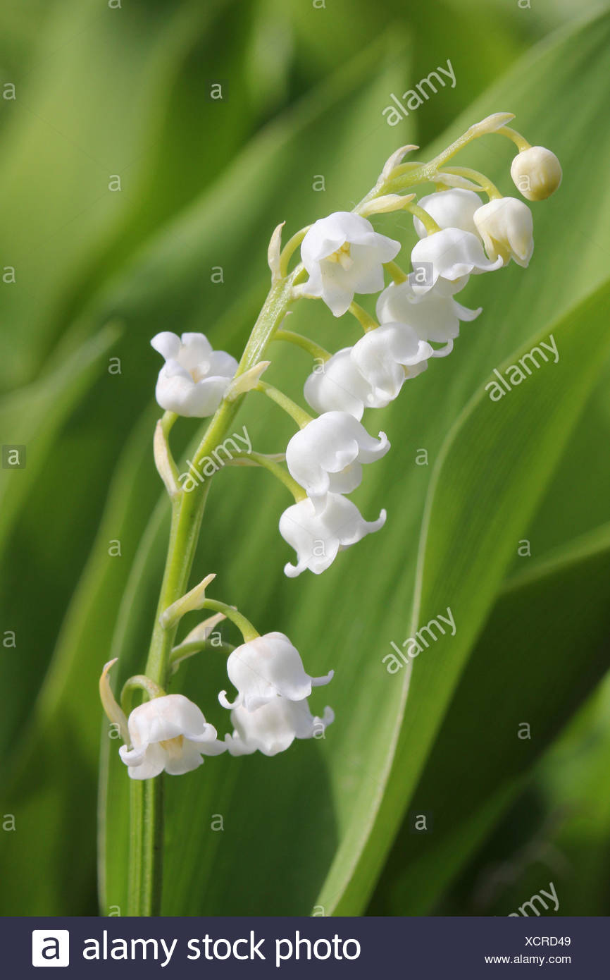 Bell Shaped Flowers High Resolution Stock Photography and Images - Alamy