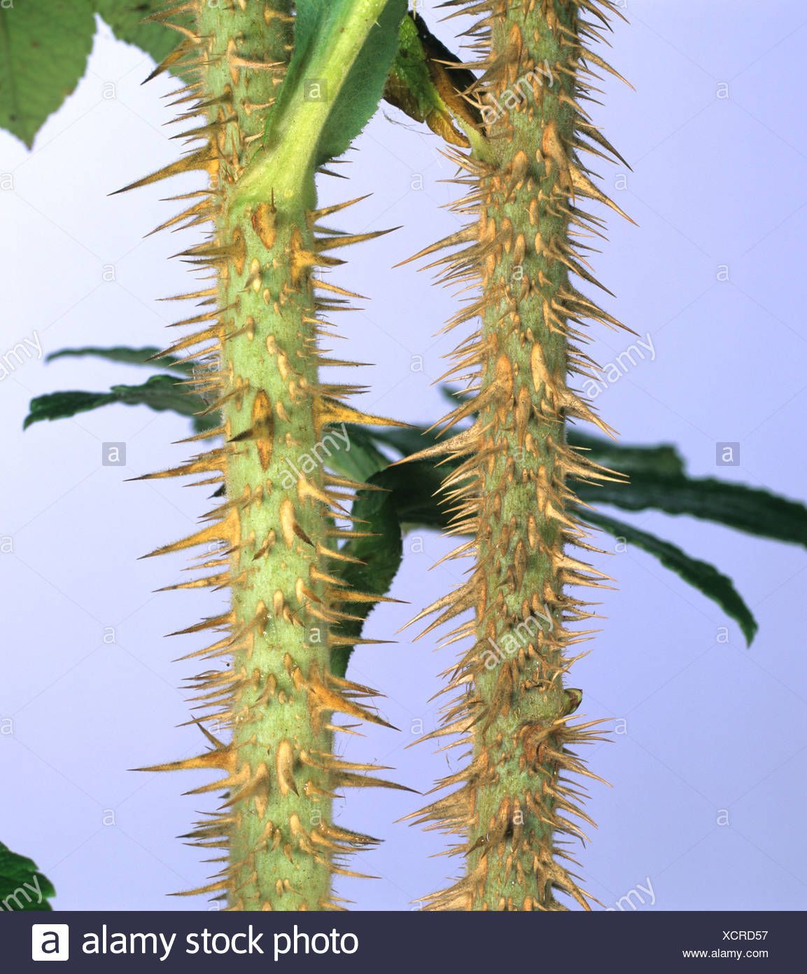 Rose Stems With Thorns High Resolution Stock Photography and Images - Alamy