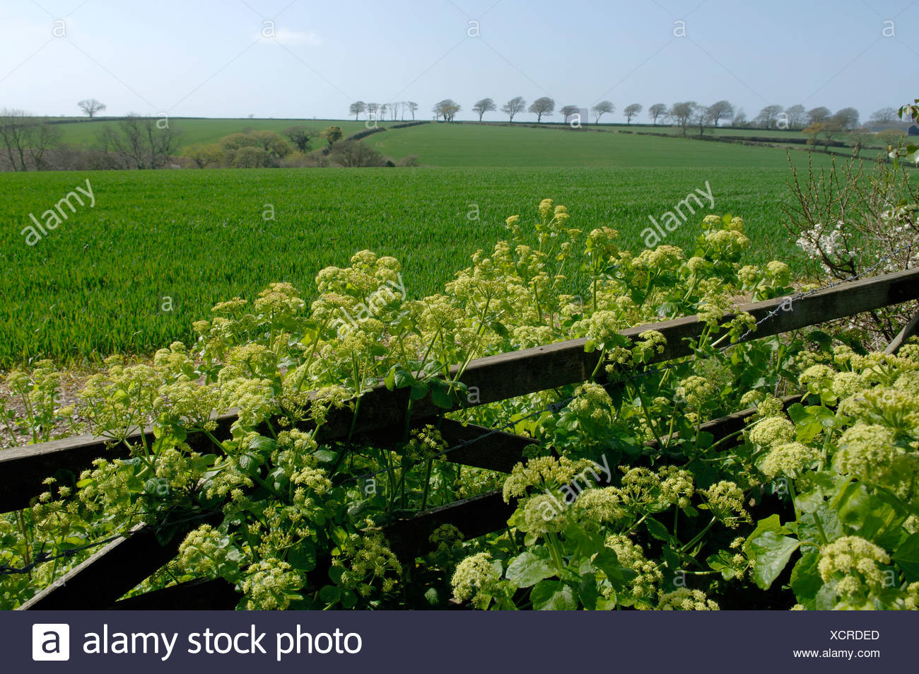 Alexanders Plant High Resolution Stock Photography and Images - Alamy