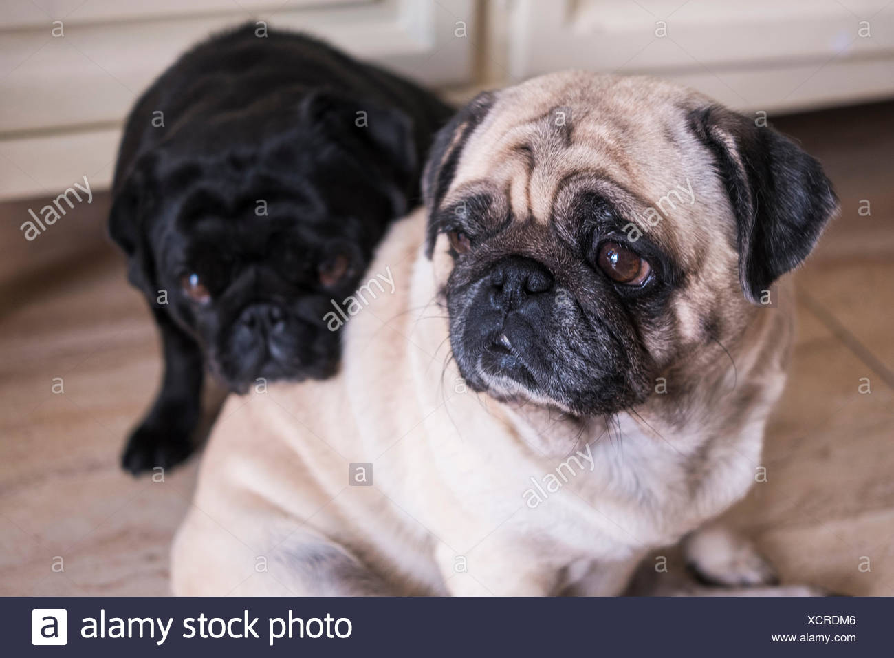 Two Pugs Stock Photos & Two Pugs Stock Images - Alamy