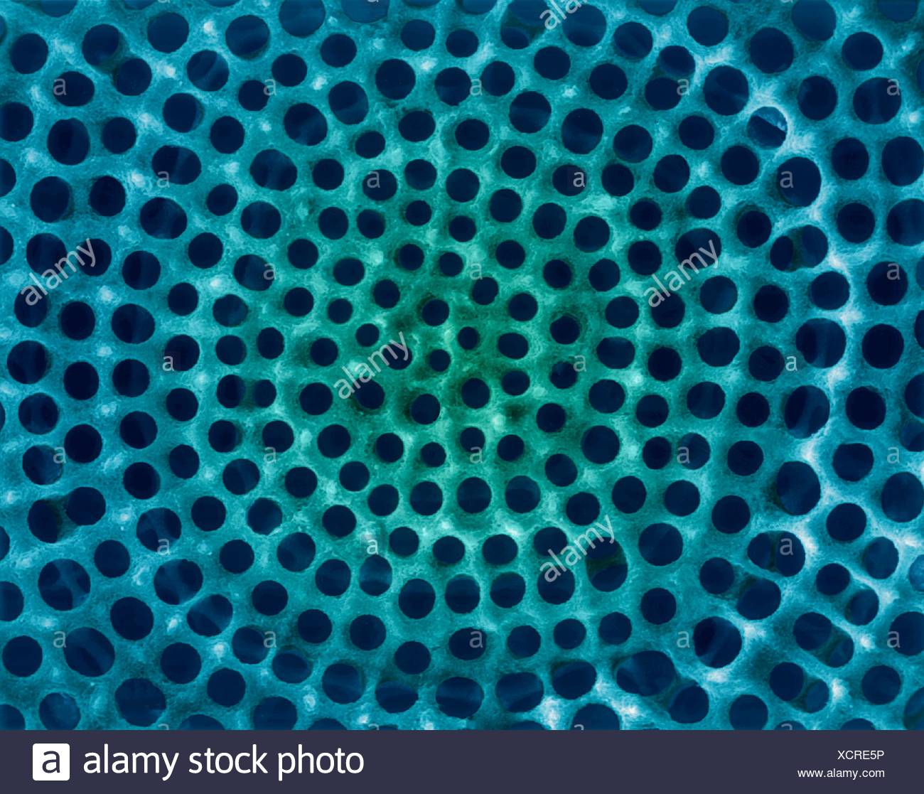 Test Algae High Resolution Stock Photography and Images - Alamy