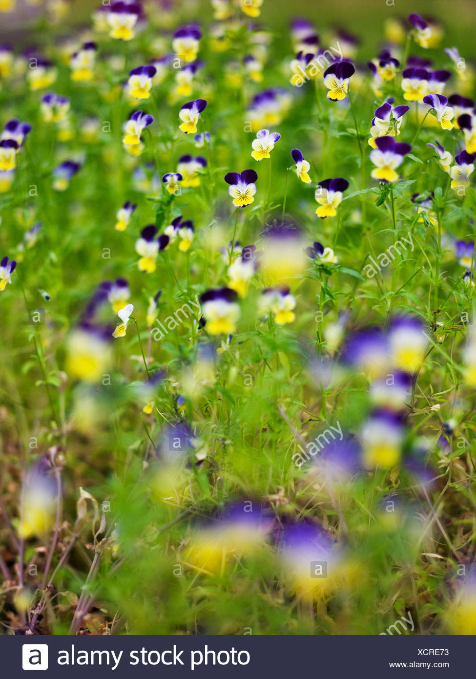 Viola Tricolor Wild Stock Photos & Viola Tricolor Wild Stock Images - Alamy