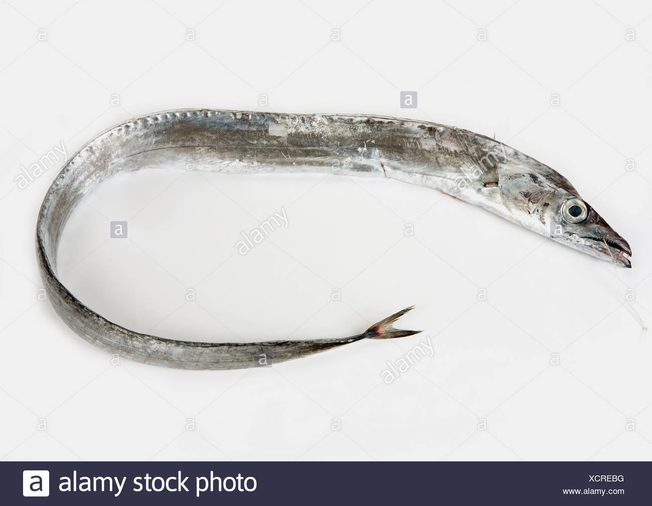 Scabbard Fish High Resolution Stock Photography and Images - Alamy