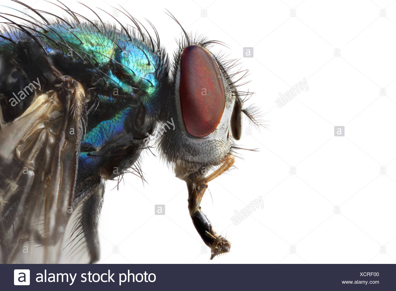 Lucilia Sericata Maggot High Resolution Stock Photography and Images ...