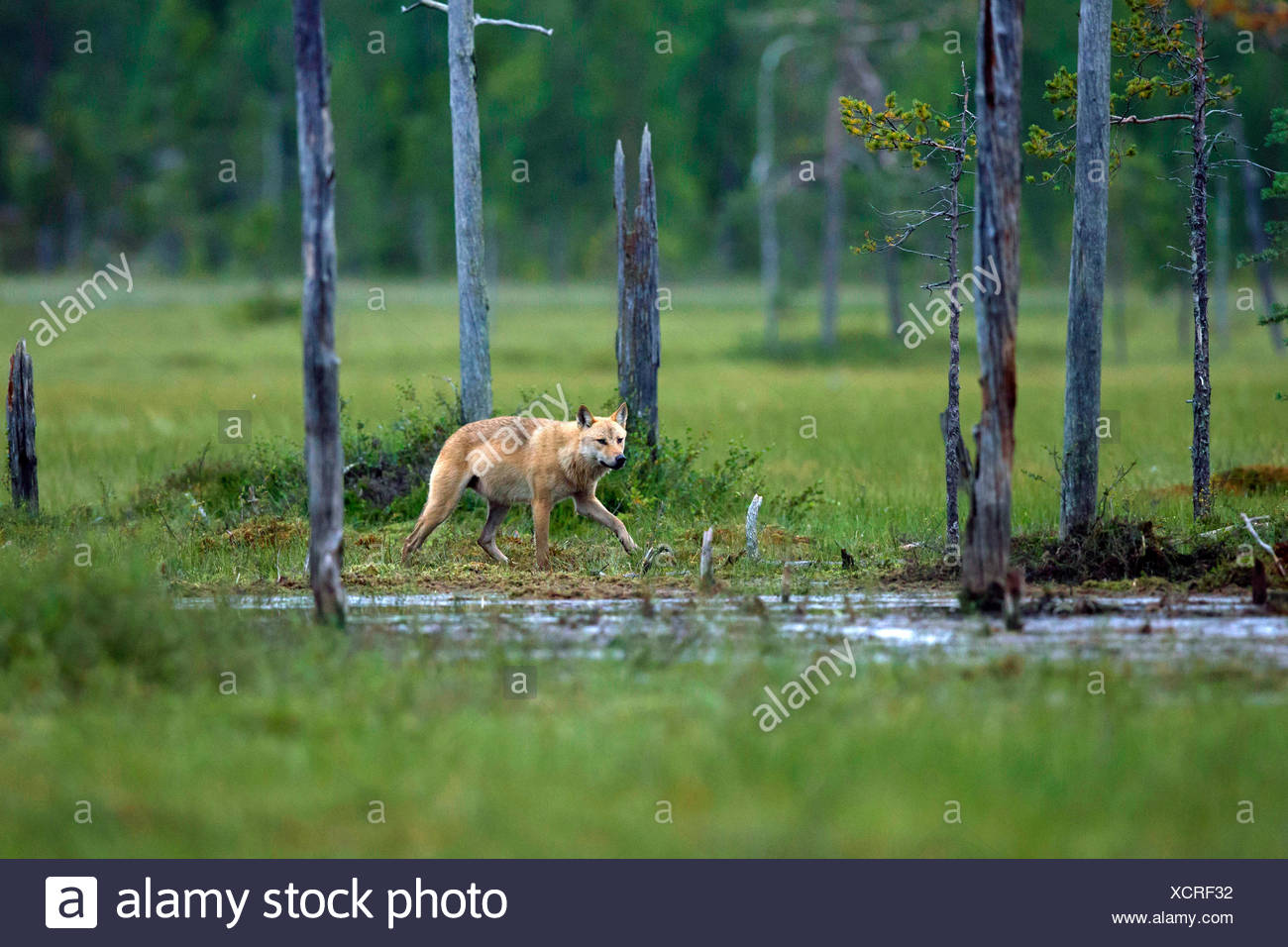 Boreal Forest Landscape Fauna High Resolution Stock Photography and ...