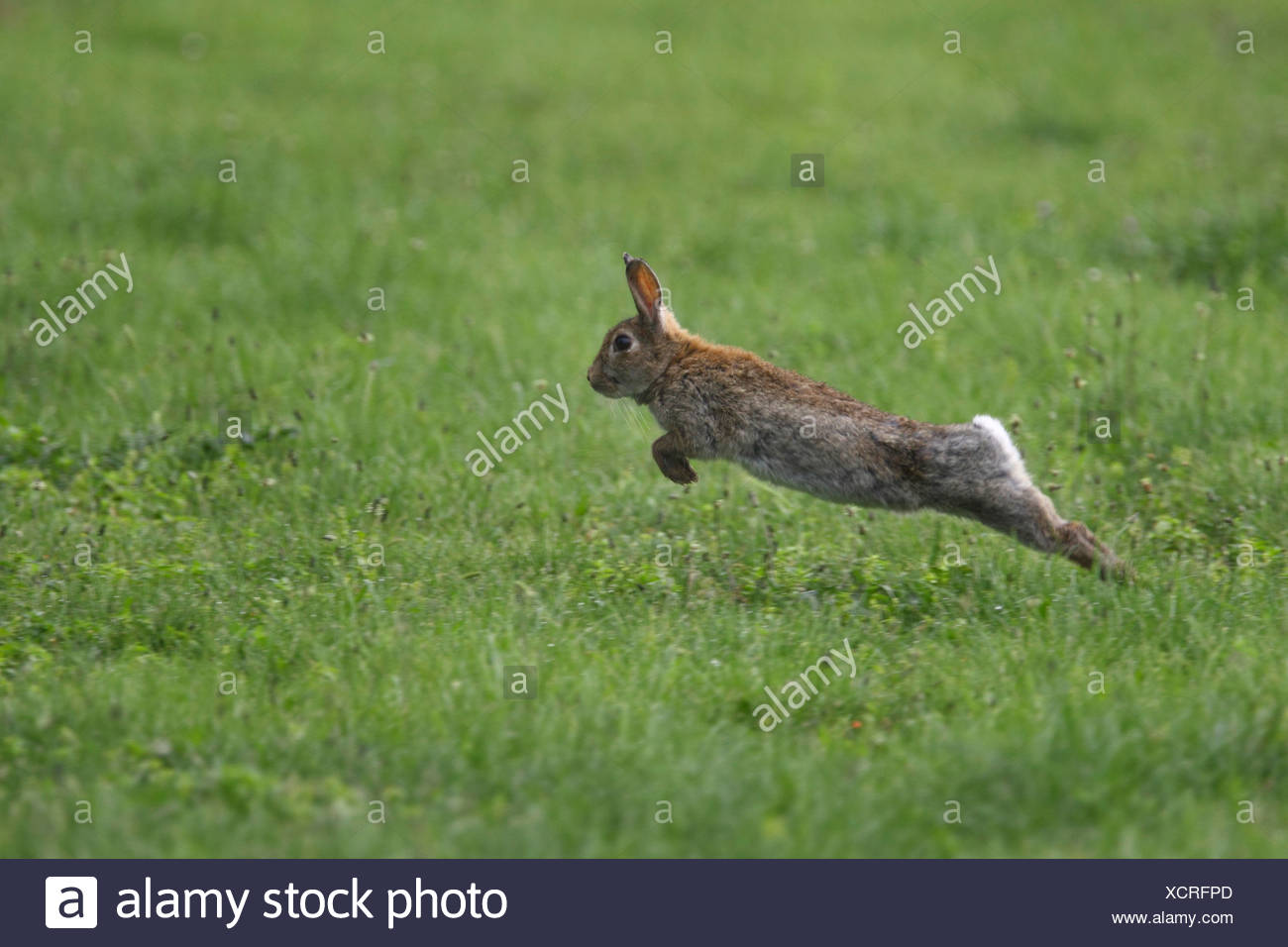 Rabbit Jumping High Resolution Stock Photography and Images - Alamy
