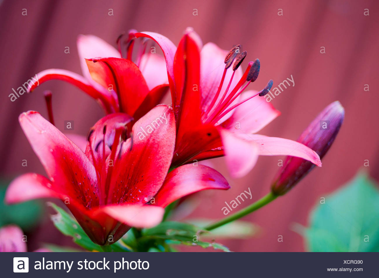 Fire Lilies Stock Photos & Fire Lilies Stock Images - Alamy