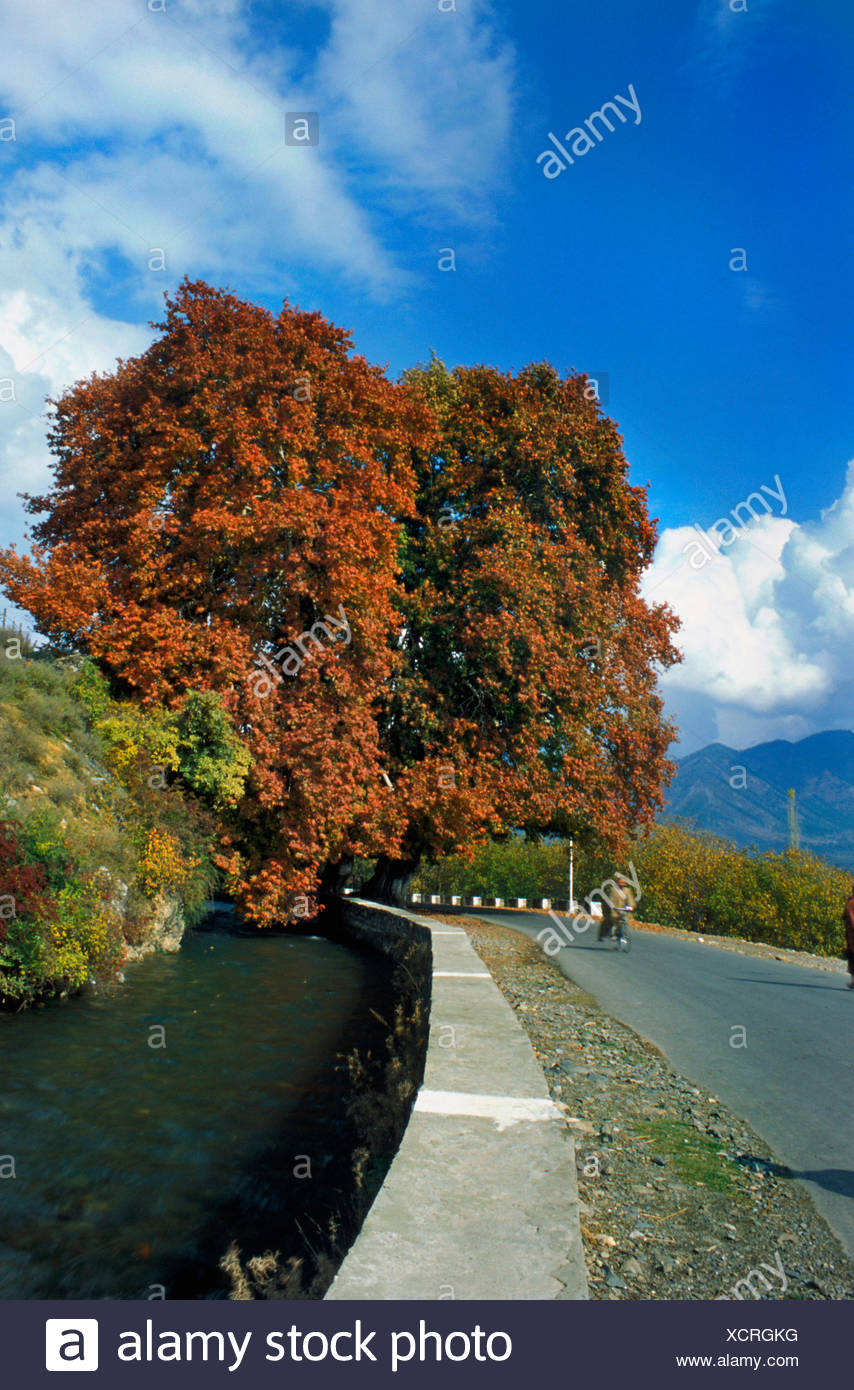 Chinar Tree Stock Photos & Chinar Tree Stock Images - Alamy