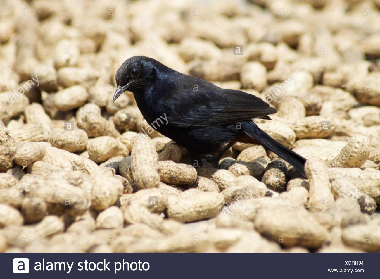 Indian Robin With Peanuts High Resolution Stock Photography and Images ...