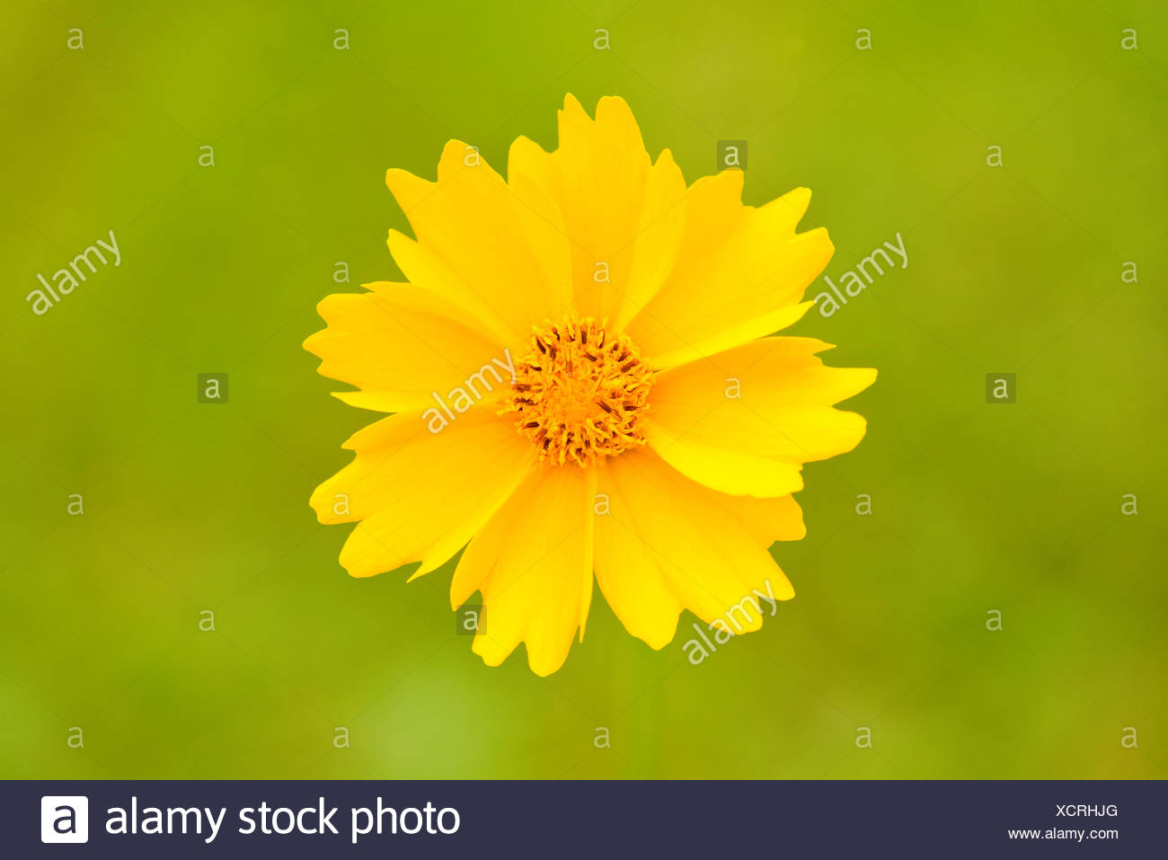 Calliopsis Flowers High Resolution Stock Photography and Images - Alamy