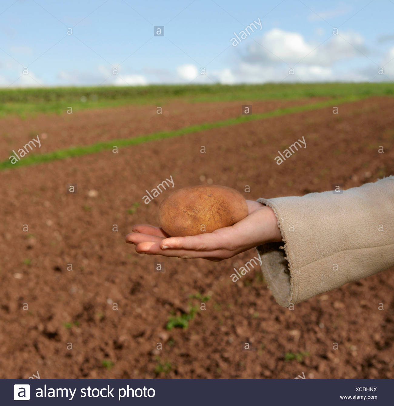 Hand Holding Potato High Resolution Stock Photography and Images - Alamy