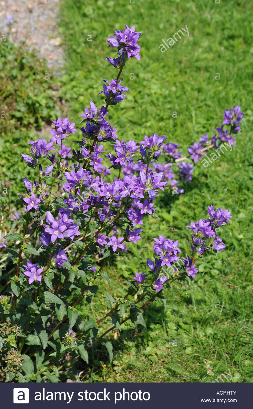 Bellflower Stock Photos & Bellflower Stock Images - Alamy