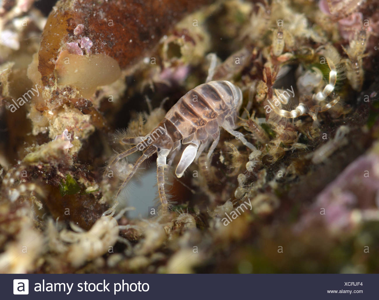 Amphipoda Amphipod High Resolution Stock Photography and Images - Alamy