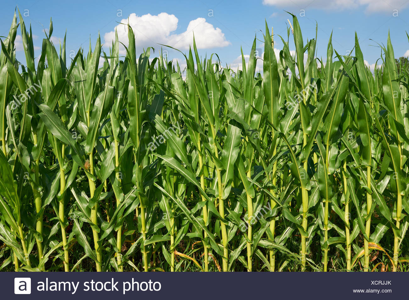 Fodder Corn High Resolution Stock Photography and Images - Alamy